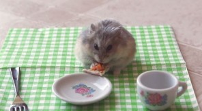 This hamster stuffing its face with a tiny pizza is your new spirit animal