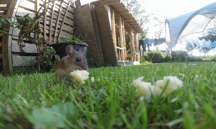 Mouse caught eating cheese in back garden is unbelievably cute