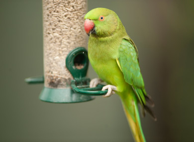 BirdWatch Ireland calls for reports of invasive parrot species after ...